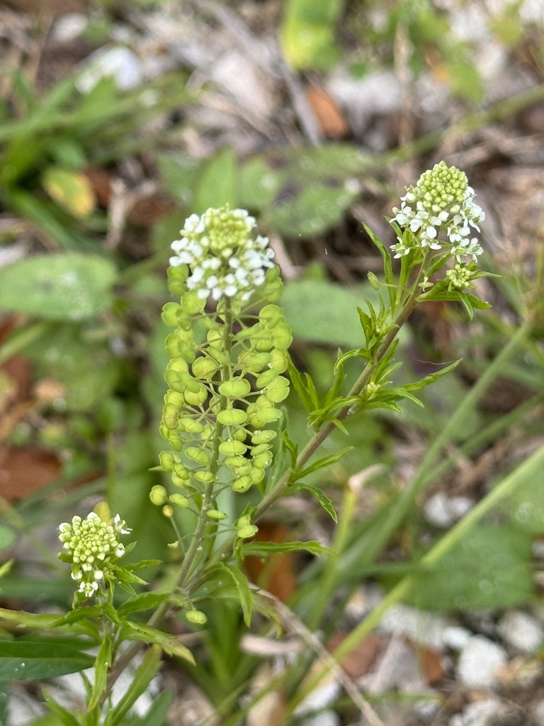Virginia pepperweed from NE Jacksonville Rd, Ocala, FL, US on January ...