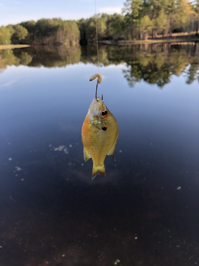 Common Sunfishes from 900 Carolina Way, Sanford, NC, US on April 11 ...