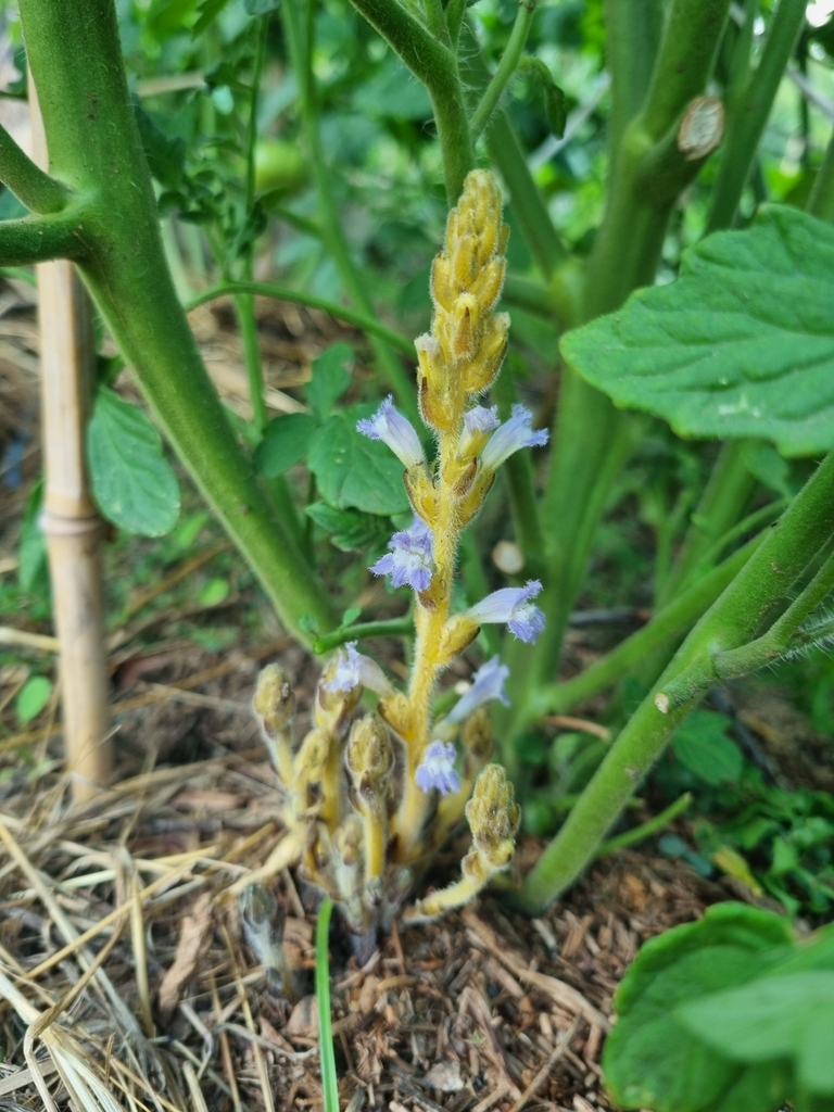 hemp broomrape in January 2024 by Anna Morozova · iNaturalist