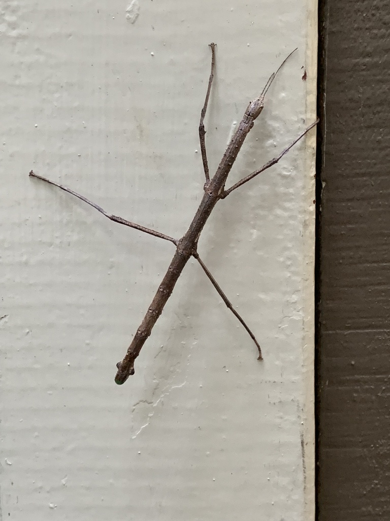 New Zealand Giant Stick Insect from North Island, Pauanui, Waikato, NZ ...