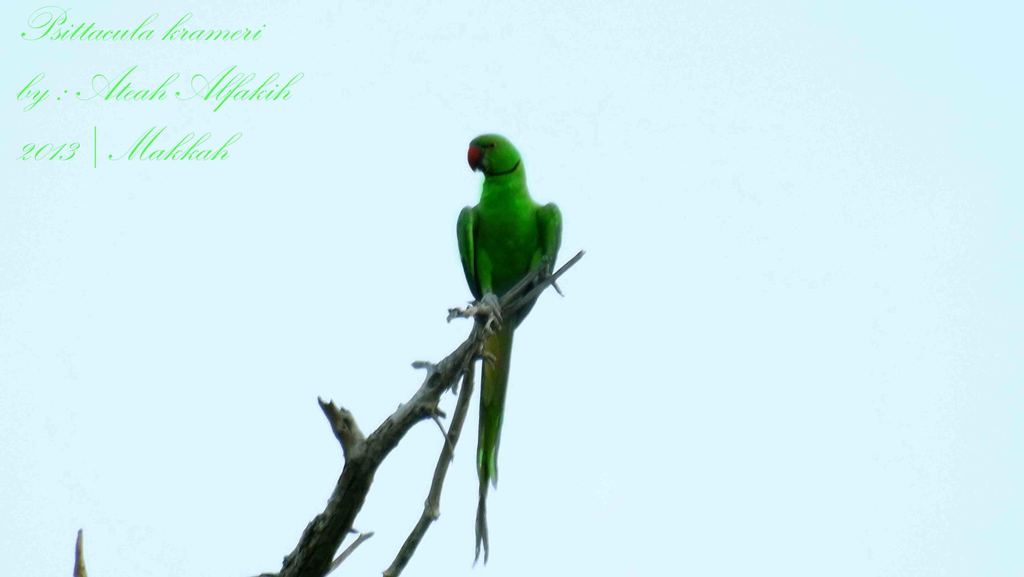 Rose-ringed Parakeet from makkah on May 16, 2013 by Ateah Alfakih ...