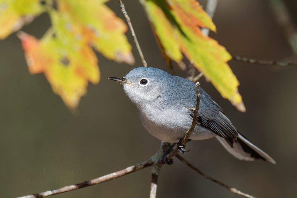 Blue-gray Gnatcatcher from East Lake, FL, USA on January 10, 2024 at 01 ...