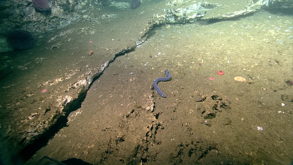 Pacific Hagfish (NorthEast Pacific Deep Exploration Project (a MLNEP ...