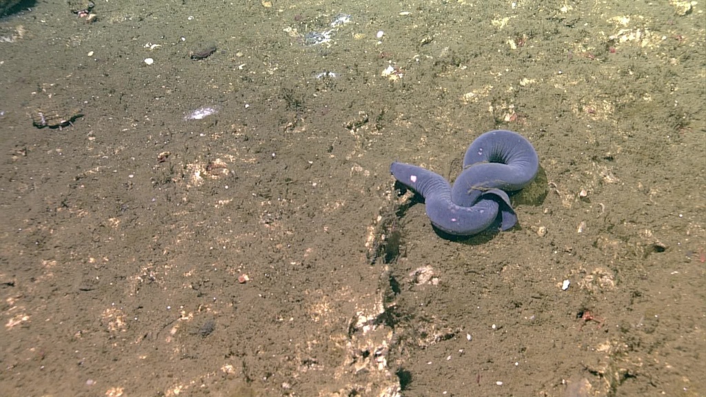 Pacific Hagfish (NorthEast Pacific Deep Exploration Project (a MLNEP ...