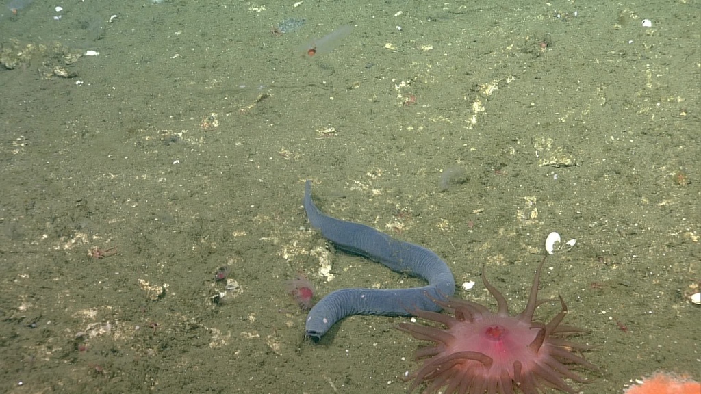 Pacific Hagfish (NorthEast Pacific Deep Exploration Project (a MLNEP ...