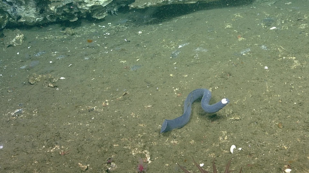 Pacific Hagfish (NorthEast Pacific Deep Exploration Project (a MLNEP ...