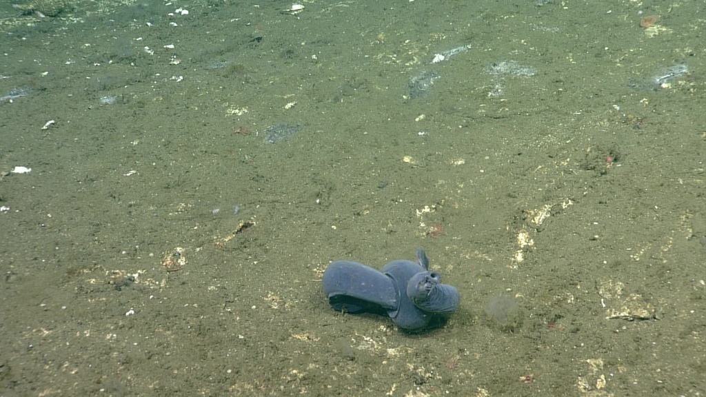 Pacific Hagfish (NorthEast Pacific Deep Exploration Project (a MLNEP ...