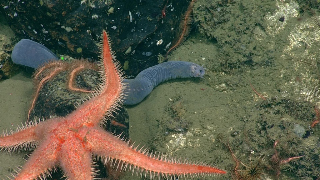 Pacific Hagfish (NorthEast Pacific Deep Exploration Project (a MLNEP ...