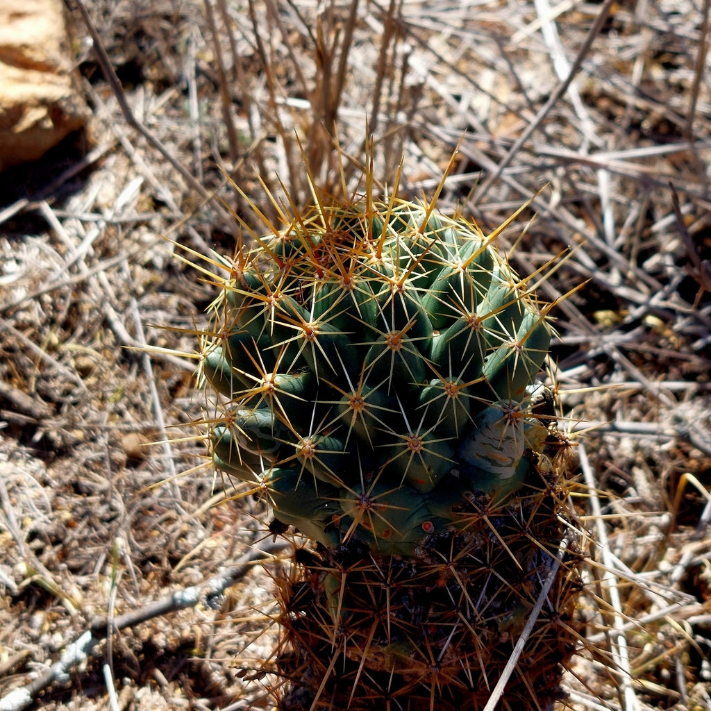 Coryphantha octacantha from 76799 Qro., México on January 11, 2024 at ...