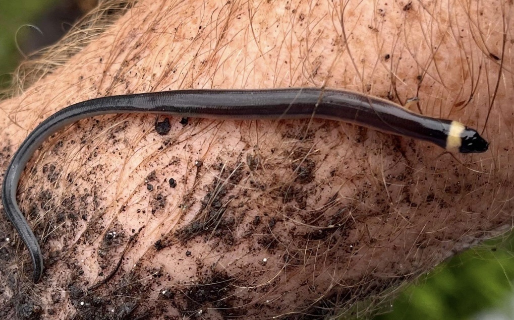 Three-clawed Worm-skink from Moreton Bay Marine Park, Bongaree, QLD, AU ...