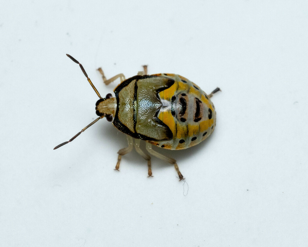 Stink Bugs from Provincia de Puntarenas, Monte Verde, Costa Rica on ...