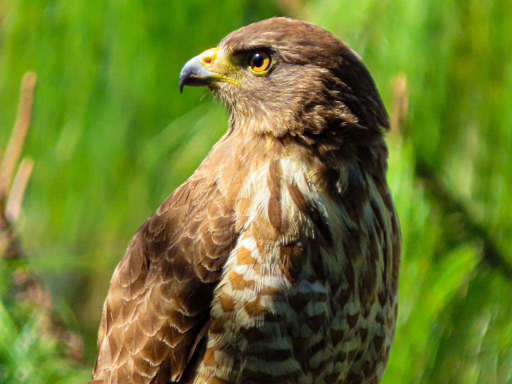 Roadside Hawk from 73425 Pue., México on January 1, 2024 at 11:46 AM by ...