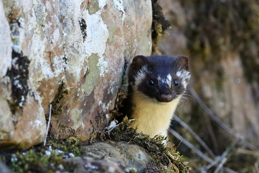 Long-tailed Weasel from Málaga, Santander, Colombia on January 6, 2024 ...