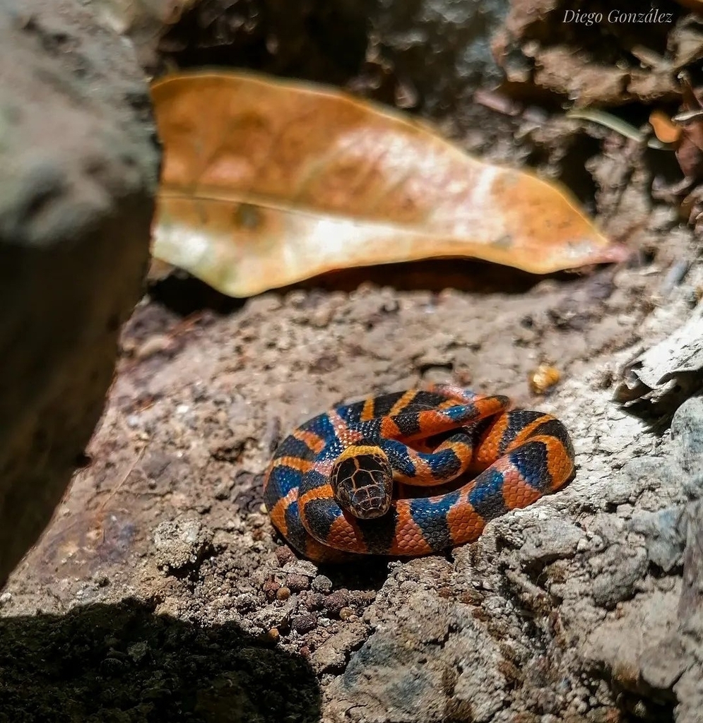 Banded Cat-eyed Snake from 92530 Tepetzintla, Ver., México on January ...