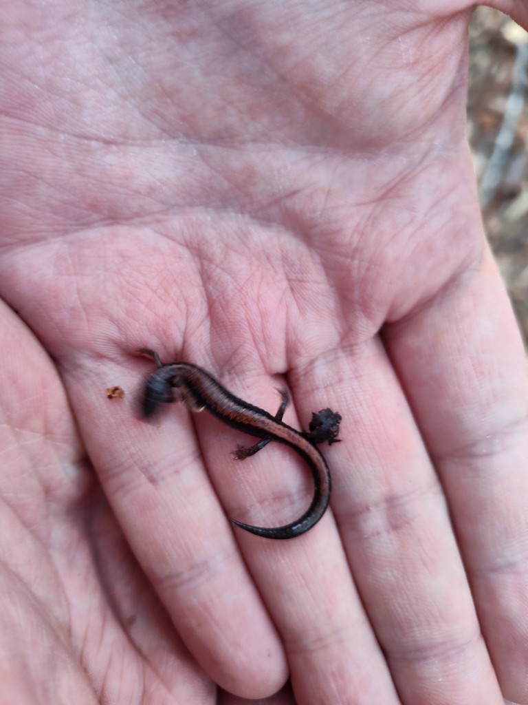 Eastern Red-backed Salamander from Ramseur, NC 27316, USA on January 11 ...