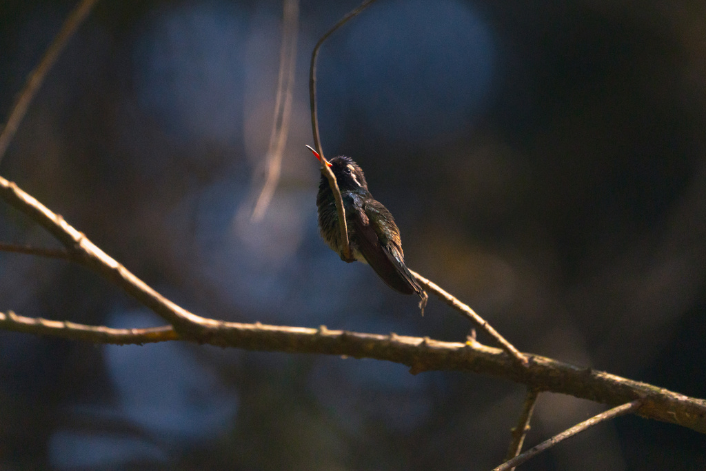 White-eared Hummingbird from 3a Avenida, Ciudad de Guatemala, Guatemala ...