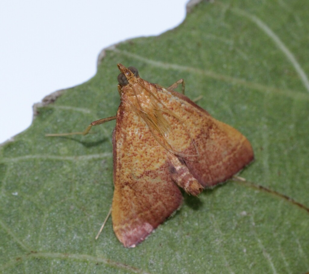 Endotricha pyrosalis from Thomastown on January 12, 2024 at 01:46 PM by ...