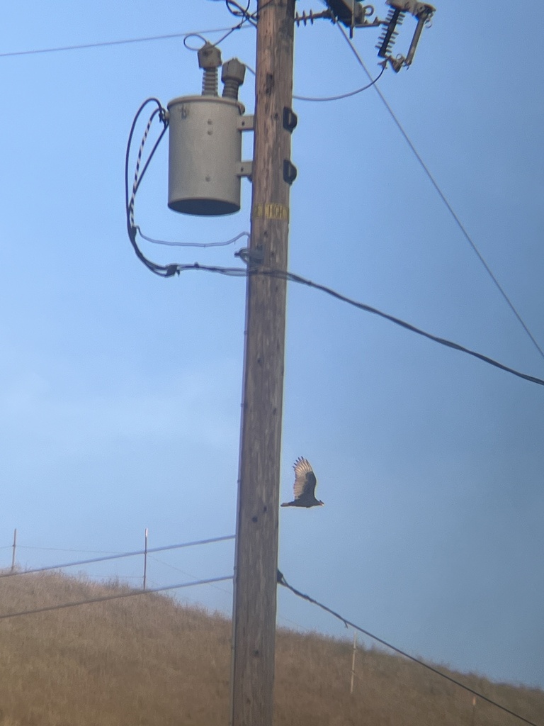 Western Turkey Vulture from Moraga, CA, US on January 11, 2024 at 04:19 ...