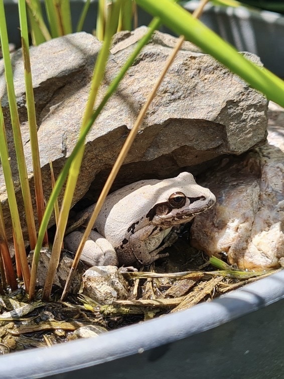 Broad-palmed Frog in January 2024 by jcrou. in a bog · iNaturalist