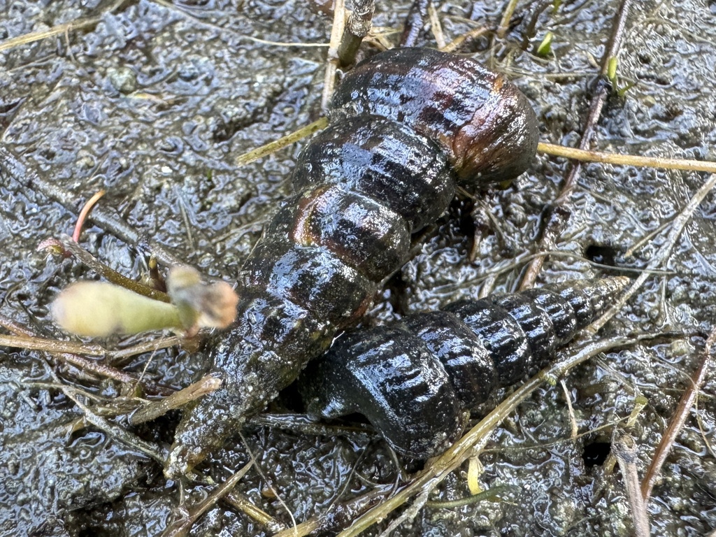 California Horn Snail from Sweetwater River, Chula Vista, CA, US on ...