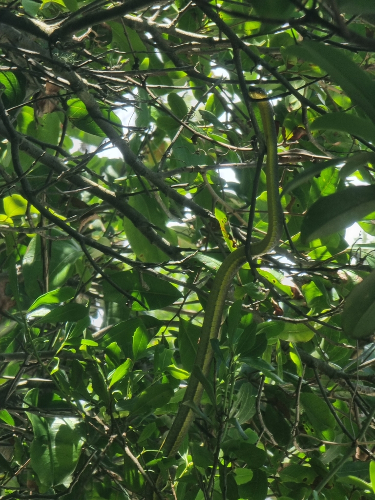 Common Tree Snake from Esk NSW 2472, Australia on January 11, 2024 at ...