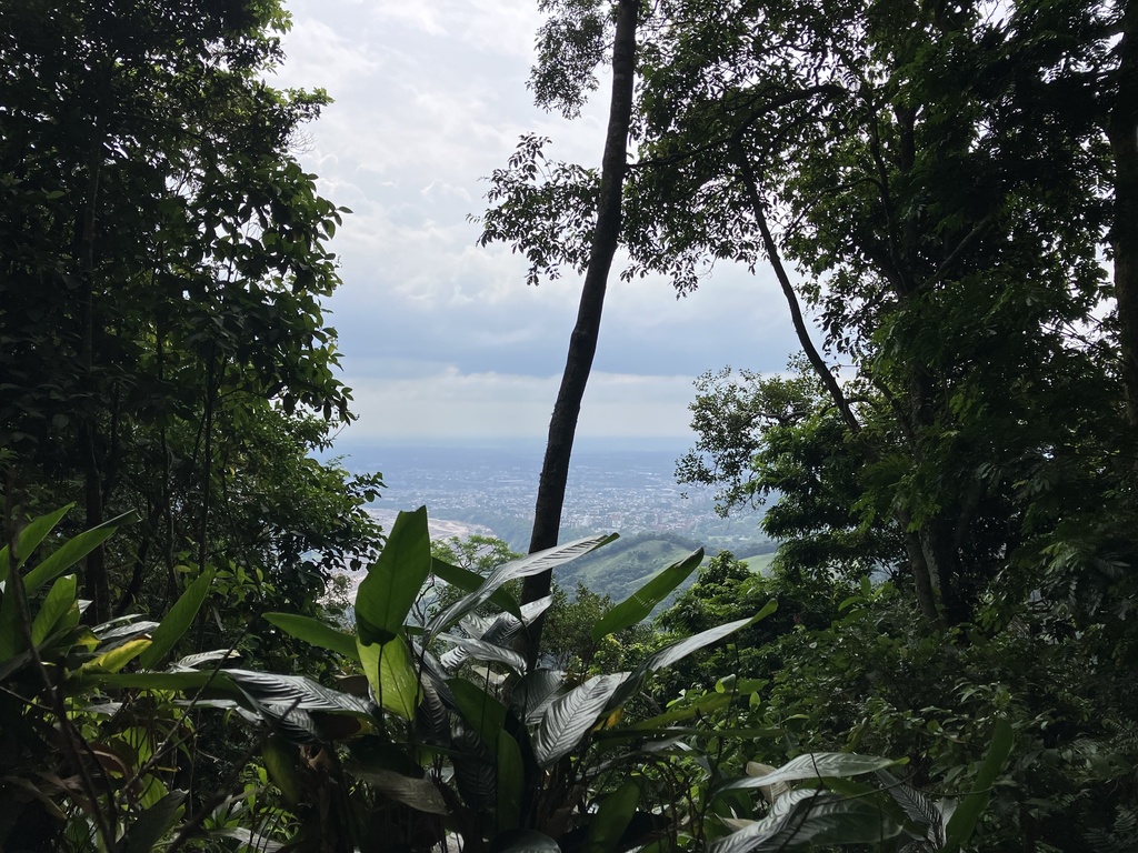 Pambil, chonta, chonta kilo, gualpe desde Argentina, Villavicencio ...