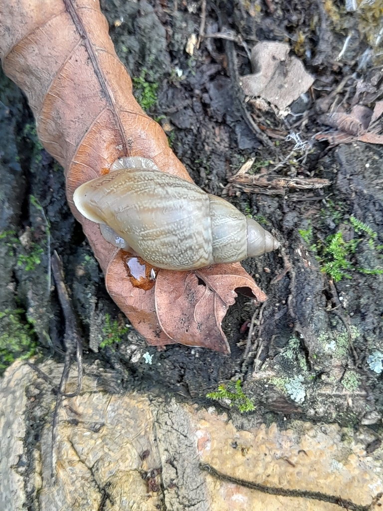 Common Land Snails and Slugs from Timana, Huila, Colombia on January 4 ...