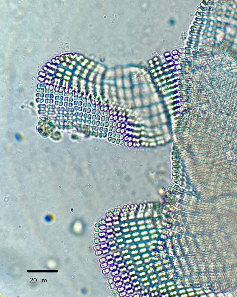 Merismopedia revoluta from คลองบางหลวงเชียงราก, อำเภอเมืองปทุมธานี, จ. ...