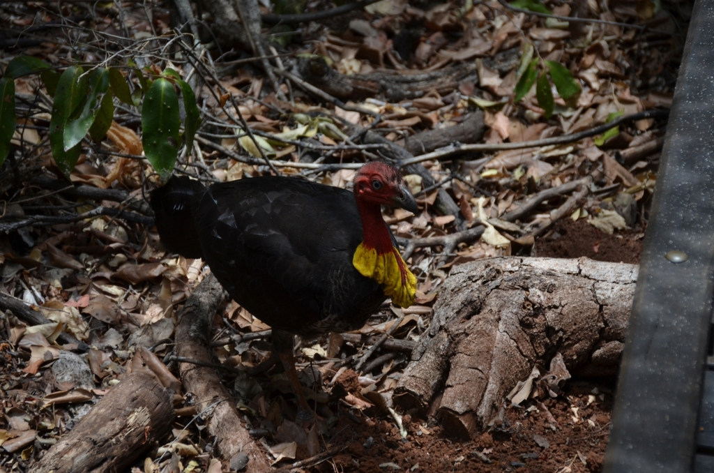 Australian Brushturkey from Mount Surprise QLD 4871, Australia on ...
