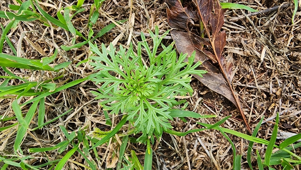 common soliva from Maryvale QLD 4370, Australia on January 11, 2024 at ...