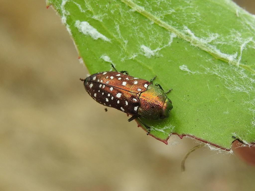 Diphucrania leucosticta from Scott Creek SA 5153, Australia on March 1 ...