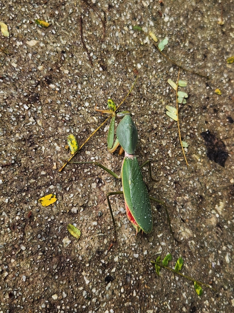 Rhombodera from r, Singapore on January 12, 2024 by masticate · iNaturalist