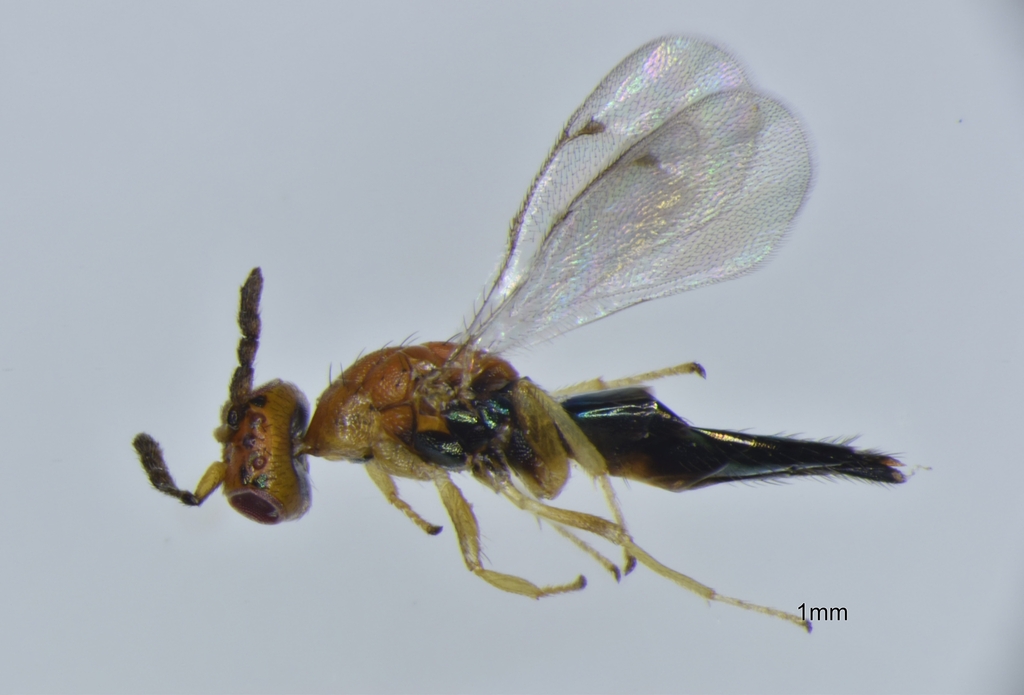 Eulophinae from 中国江西省抚州市乐安县 on August 18, 2017 at 12:22 AM by 董禹然 ...