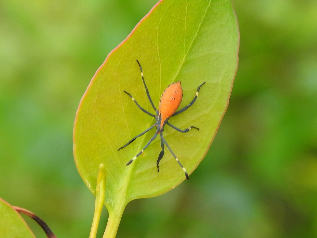 Eucalyptus Tip-wilter Bug from Dorset Vale SA 5153, Australia on ...