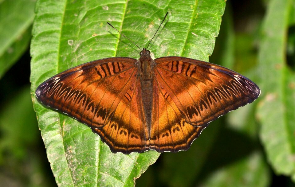 Grey Commodore from 493X+H6J Eaglenest Wildlife Sanctuary, 790003 on ...
