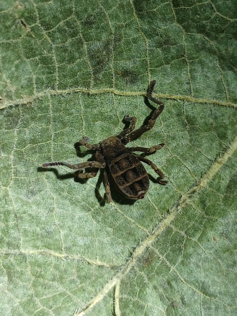 Cryptocellus from Ibagué, Tolima, Colombia on January 11, 2024 at 07:49 ...
