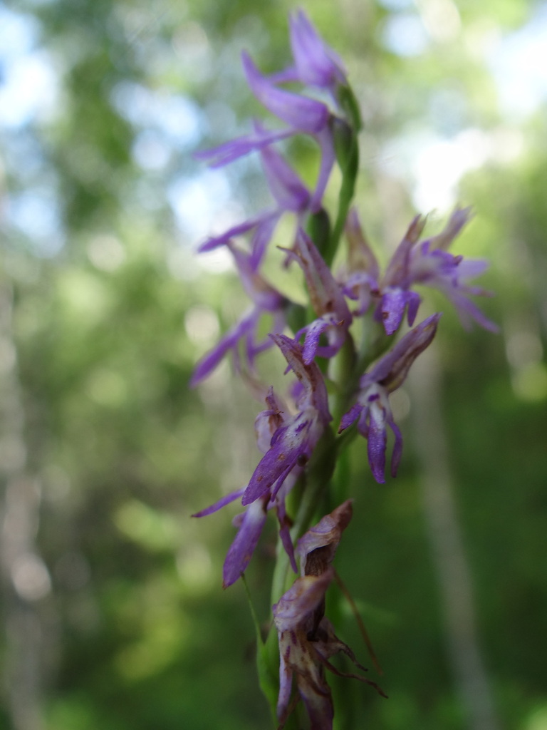 Hooded Hemipilia from O'mnodelger, Khentii, Mongolia on August 15, 2021 ...