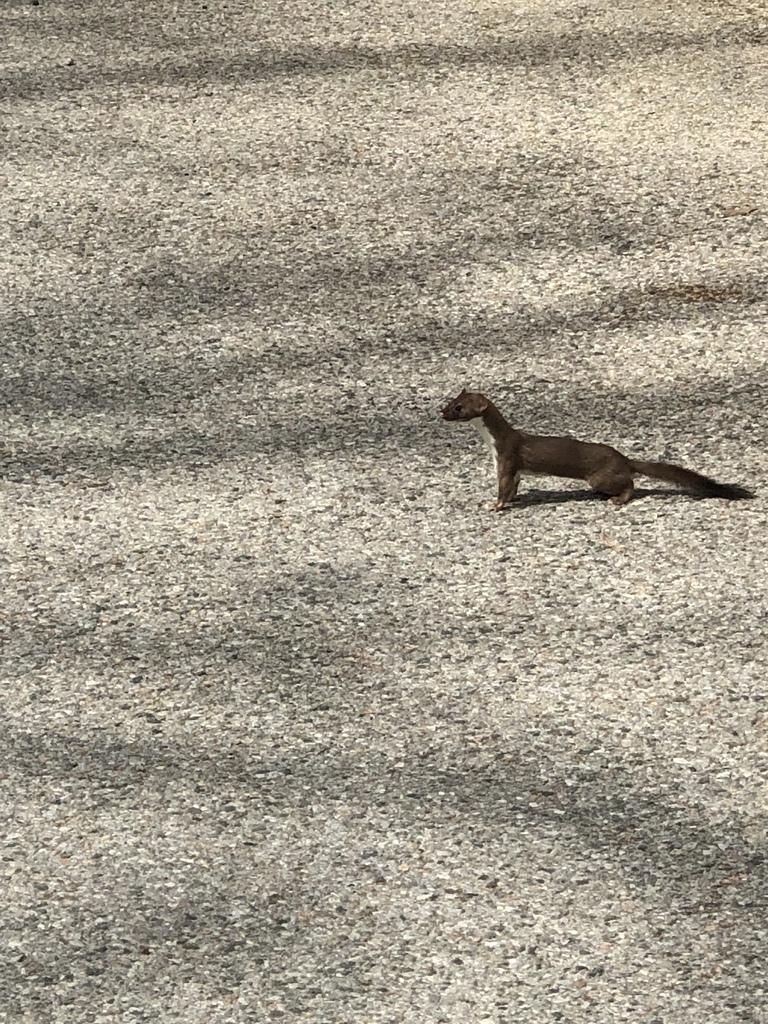Long-tailed Weasel from 1057 Lower South St, Peekskill, NY, US on April ...