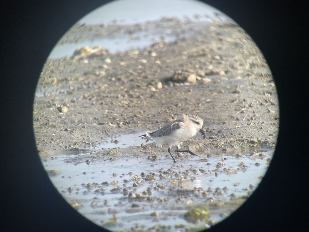 Spoon-billed Sandpiper in January 2024 by Fern Zhang. At least 2 ...