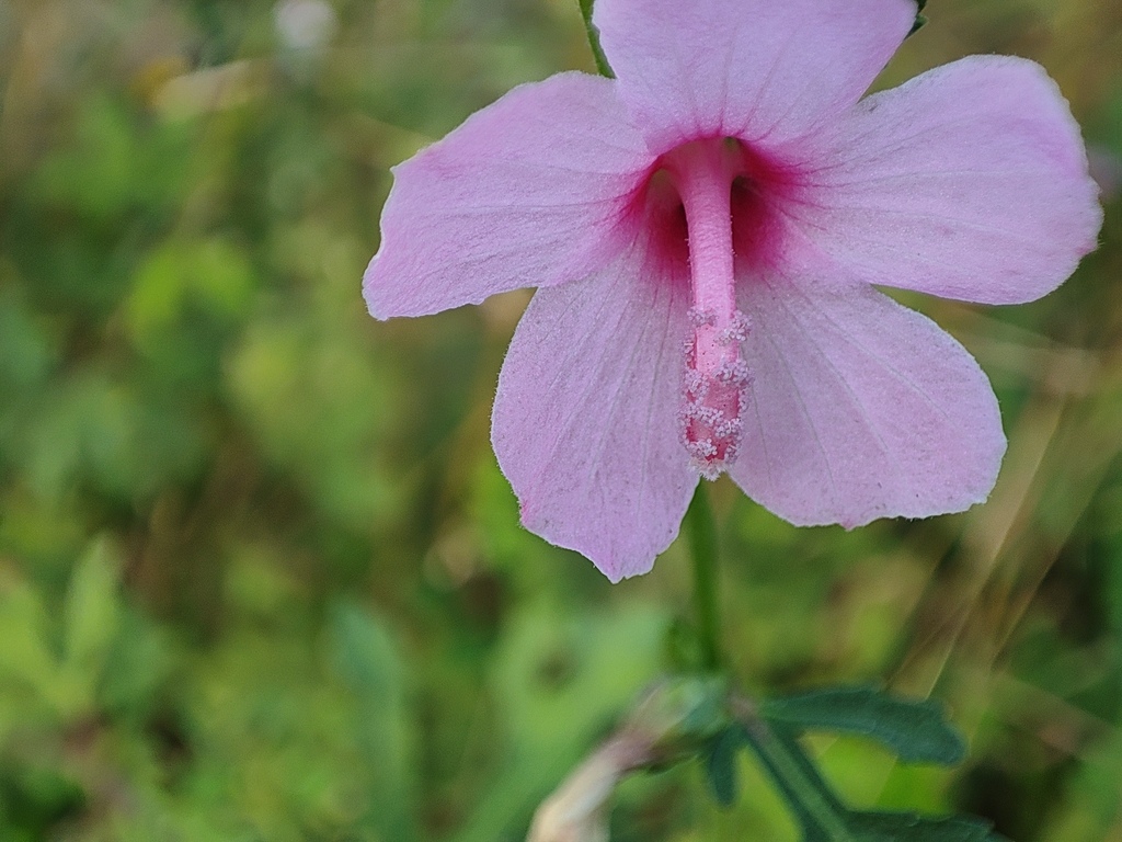 bur mallow from Chapoli Dam, Goa 403702 on December 9, 2023 at 08:18 AM ...