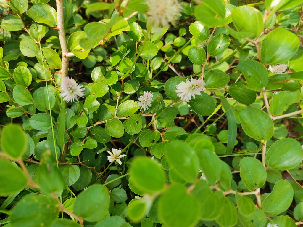 Quail Grass from Chapoli Dam, Goa 403702 on December 9, 2023 at 09:51 ...