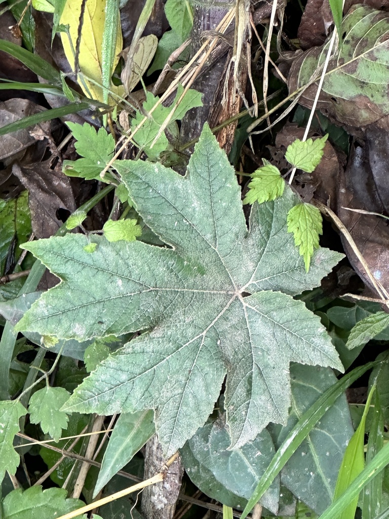 Rice paper plant from 臺灣島, 尖石鄉, HSQ, TW on January 12, 2024 at 02:26 PM ...