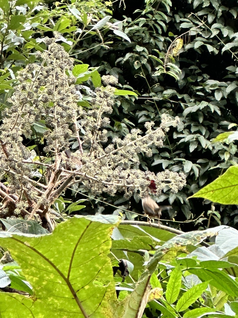 Rice paper plant from 臺灣島, 尖石鄉, HSQ, TW on January 12, 2024 at 10:13 AM ...