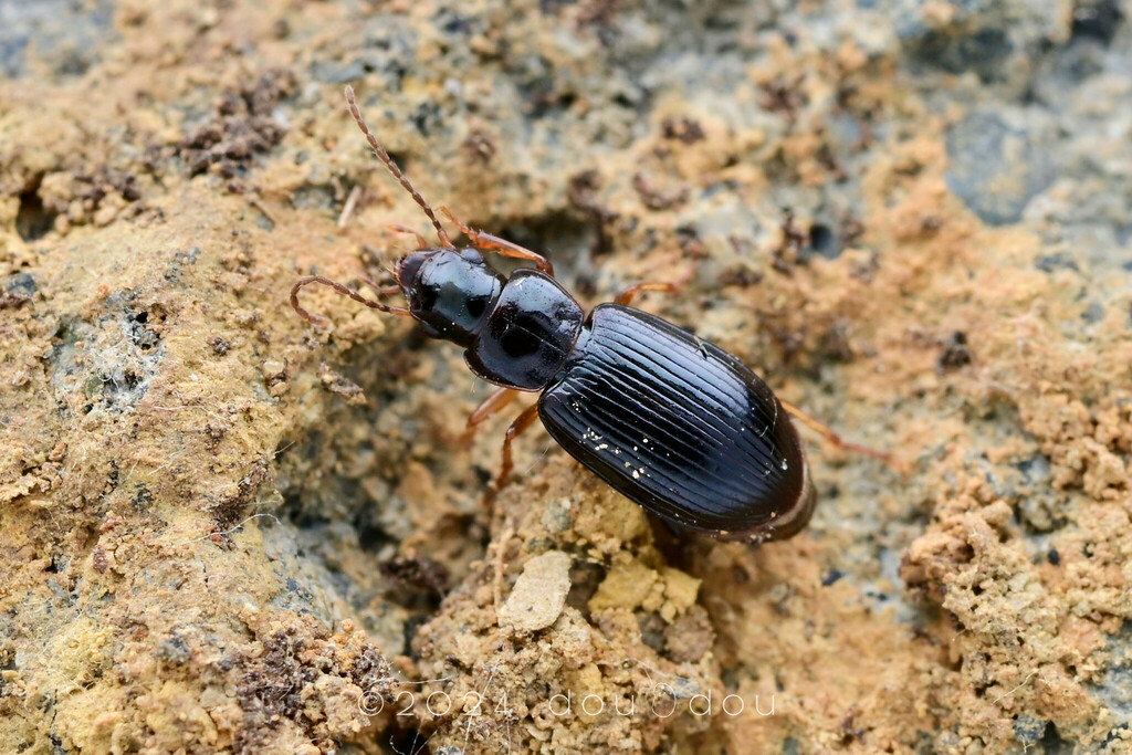 Amblystomus from 中国浙江省杭州市临安区清凉峰 on December 30, 2023 at 09:11 PM by Fan ...