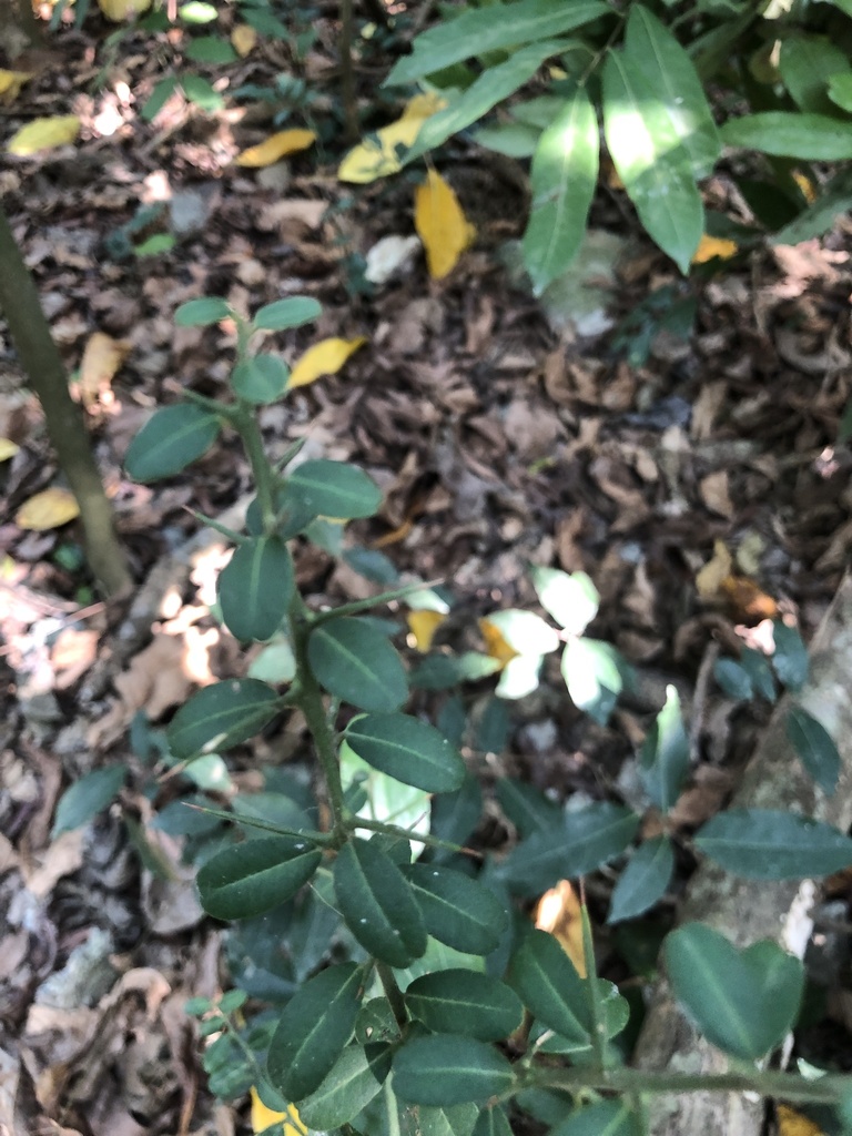 Chinese box-orange from 壽山國家自然公園, 鼓山區, KHH, TW on January 10, 2024 at ...