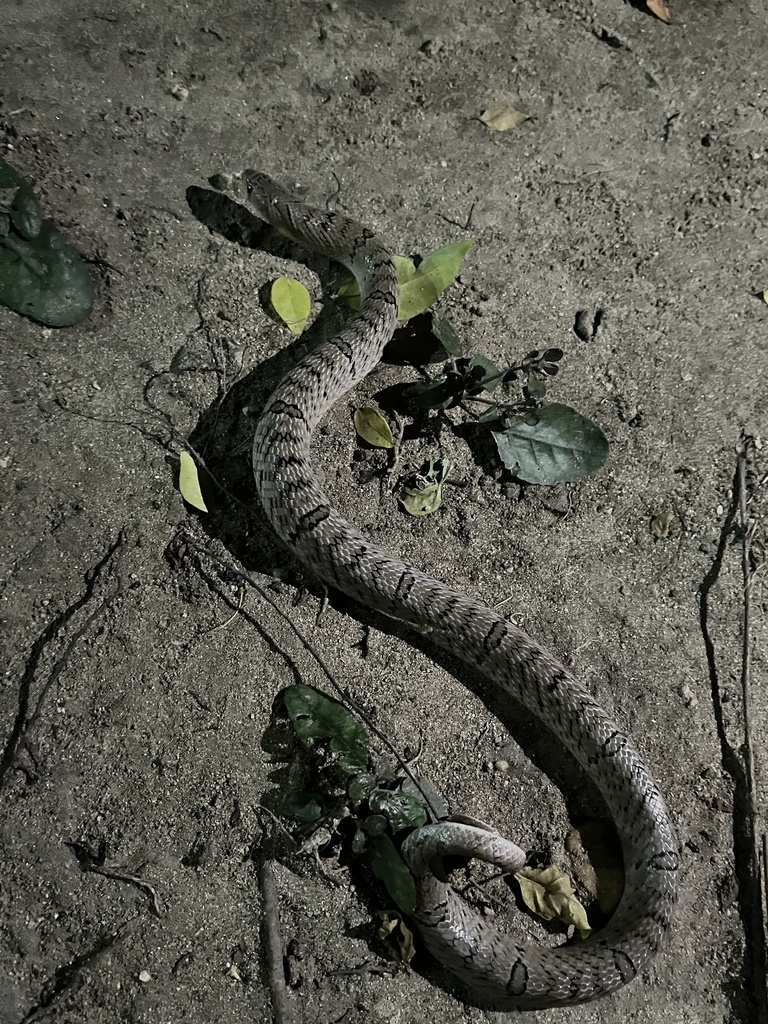 Small-banded Kukri Snake from Bangkok Noi Horticulture Experiment ...