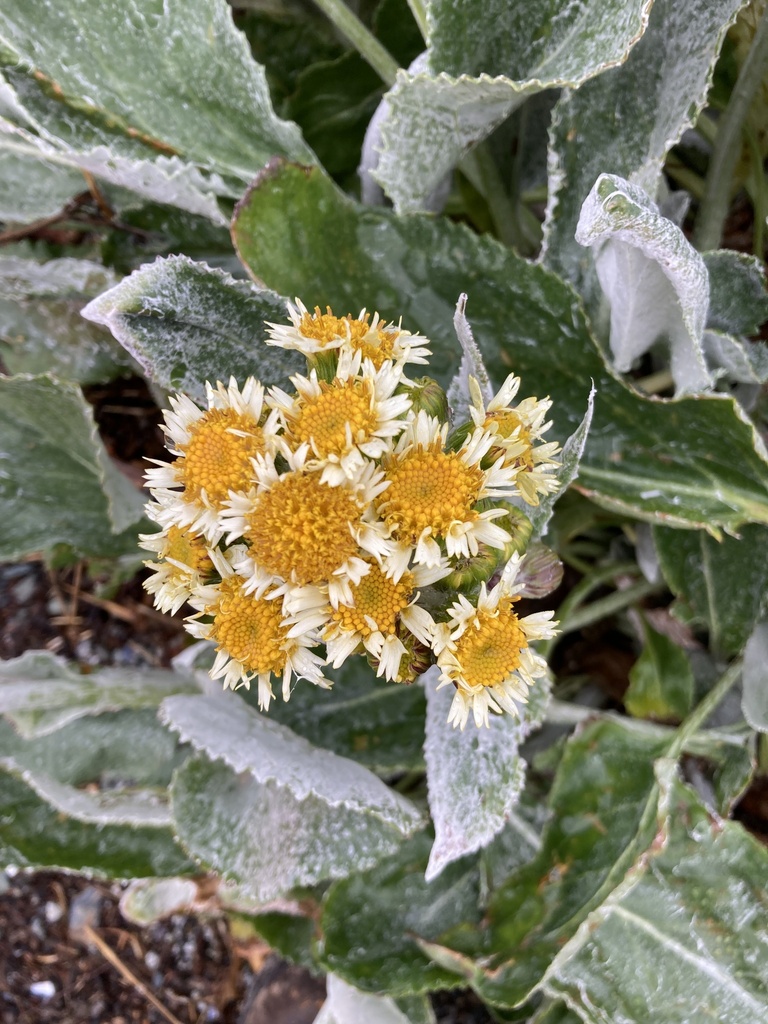 groundsels from Tierra del Fuego, Timaukel, Magallanes and Antartica ...