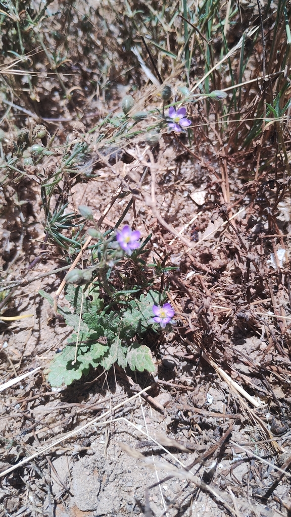 Red Sand Spurrey from Valparaíso, Chile on January 10, 2024 at 02:03 PM ...