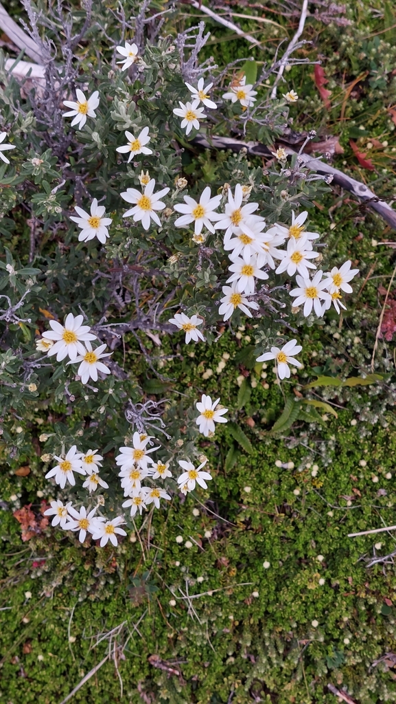 Fachine from Timaukel, Magallanes y la Antártica Chilena, Chile on ...