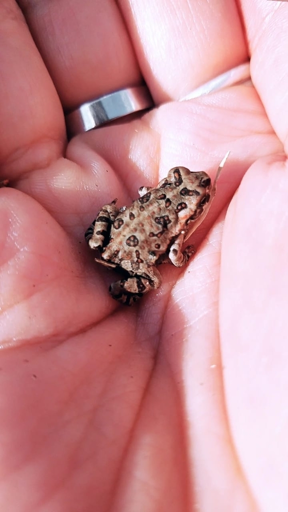 Beaked Toads from Valle Fértil, San Juan, Argentina on January 1, 2024 ...